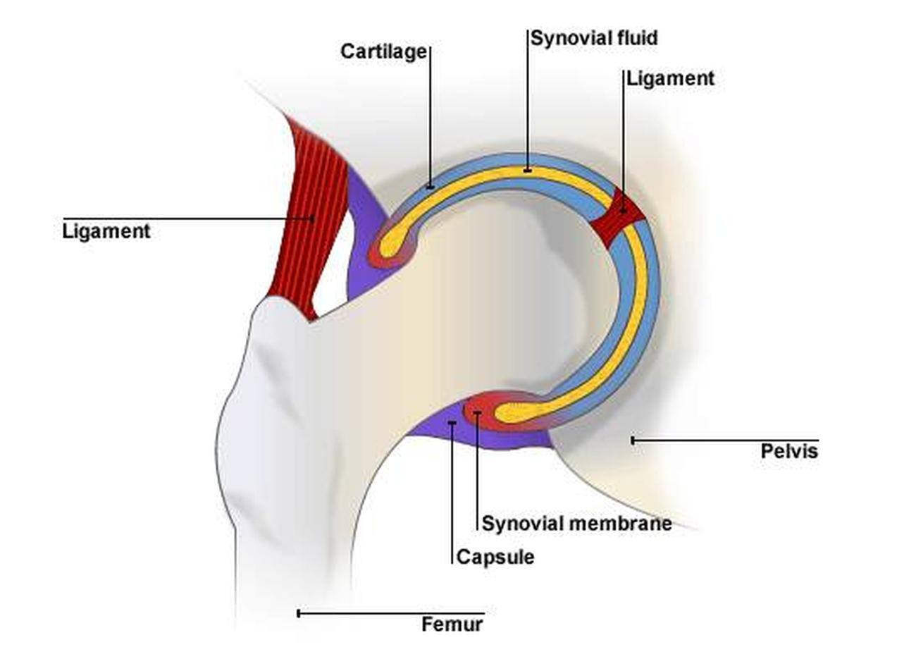 Pictures Of Ball And Socket Joint