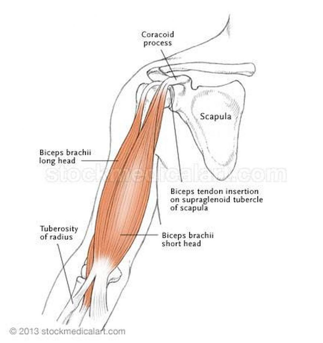 Pictures Of Biceps Brachii