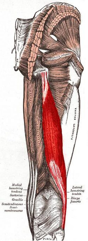 Pictures Of Biceps Femoris