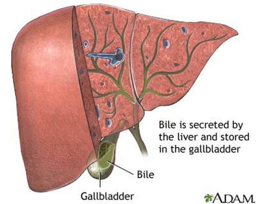 Pictures Of Bile