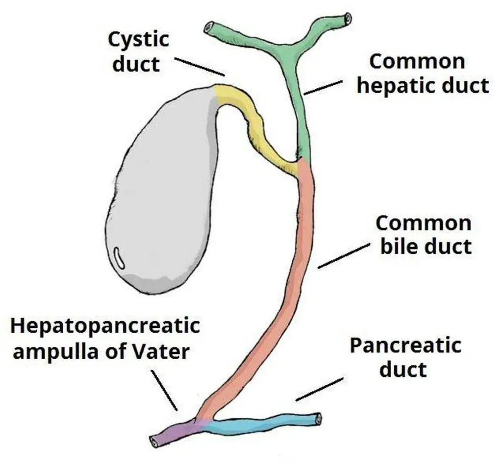 Pictures Of Biliary System