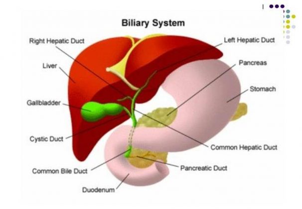 Pictures Of Biliary System