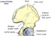 Pictures Of Cerebral Cortex