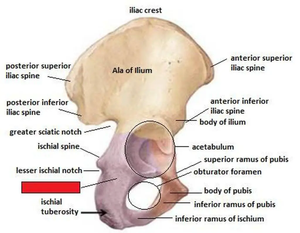 Pictures Of Body Of The Ischium