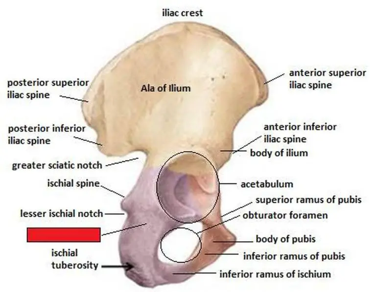 Pictures Of Body Of The Ischium