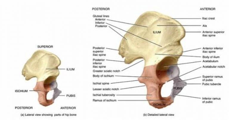 Pictures Of Body Of The Pubis