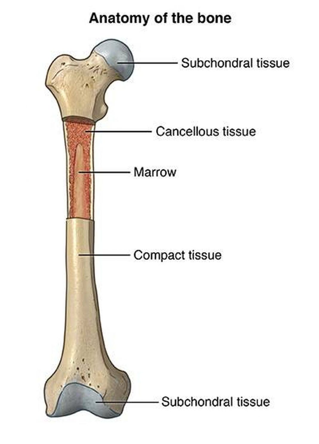 Pictures Of Bone