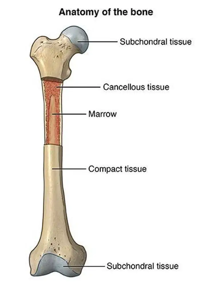 Pictures Of Bone Pictures Of Bone