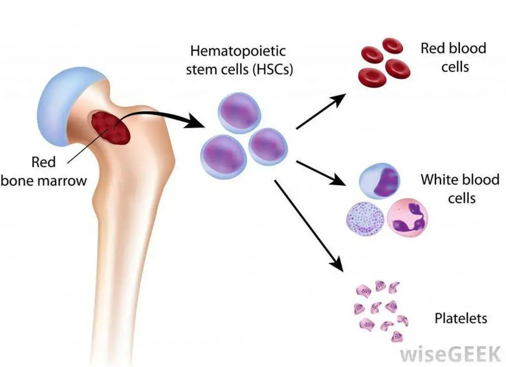 Pictures Of Bone Marrow