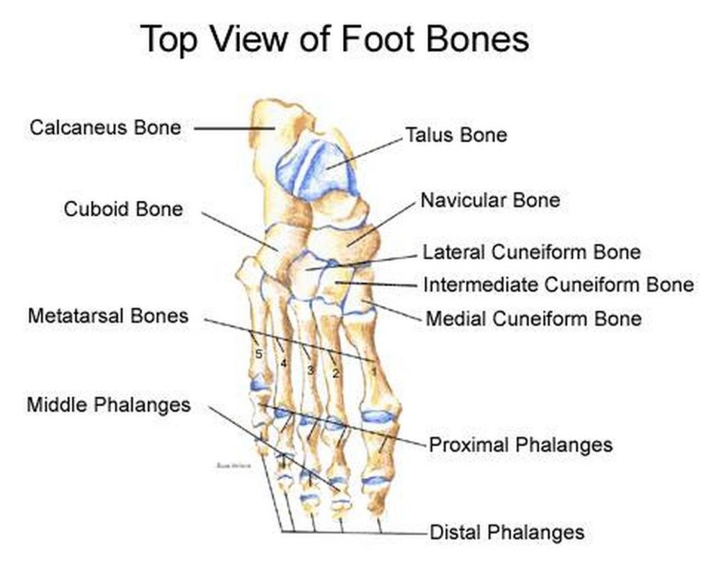 Pictures Of Bones Of The Feet