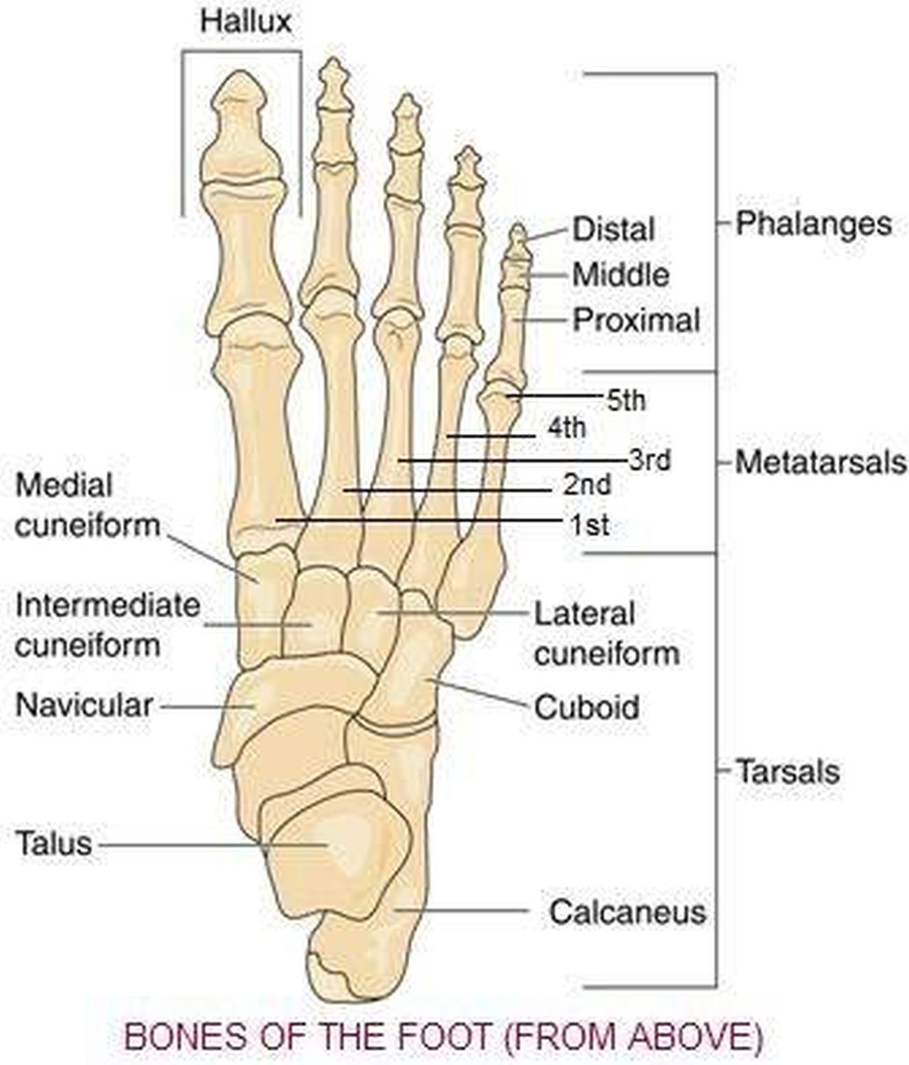 Pictures Of Bones Of The Feet