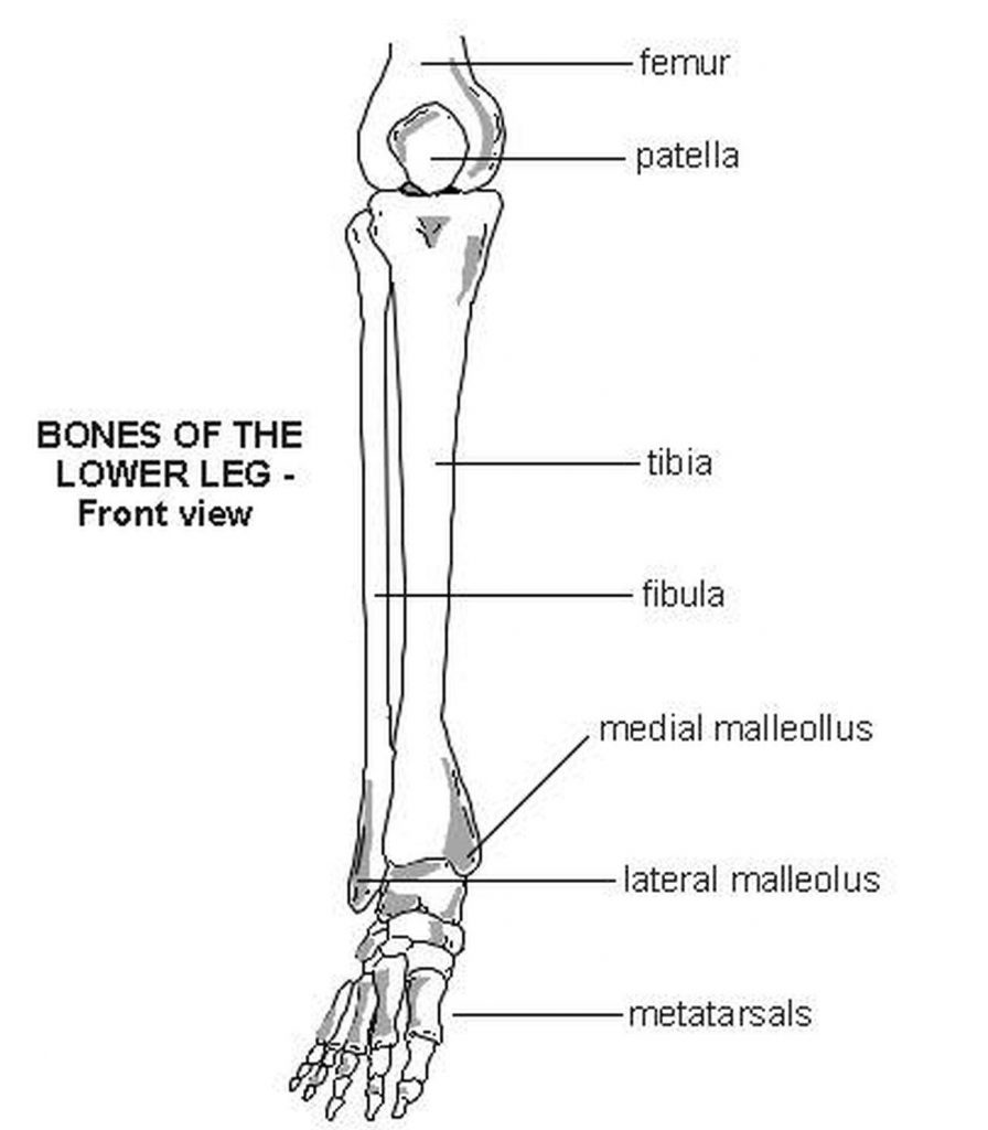 Pictures Of Bones Of The Lower Extremities Pictures Of Bones Of The Lower Extremities