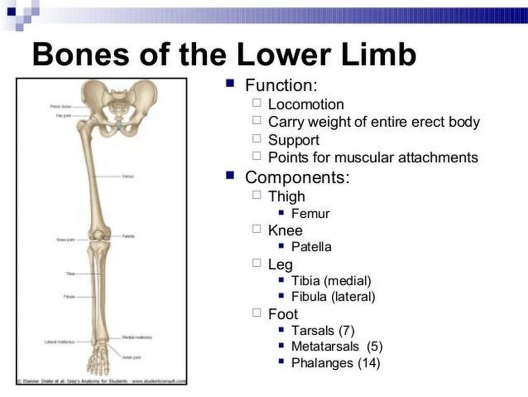 Pictures Of Bones Of The Lower Extremities