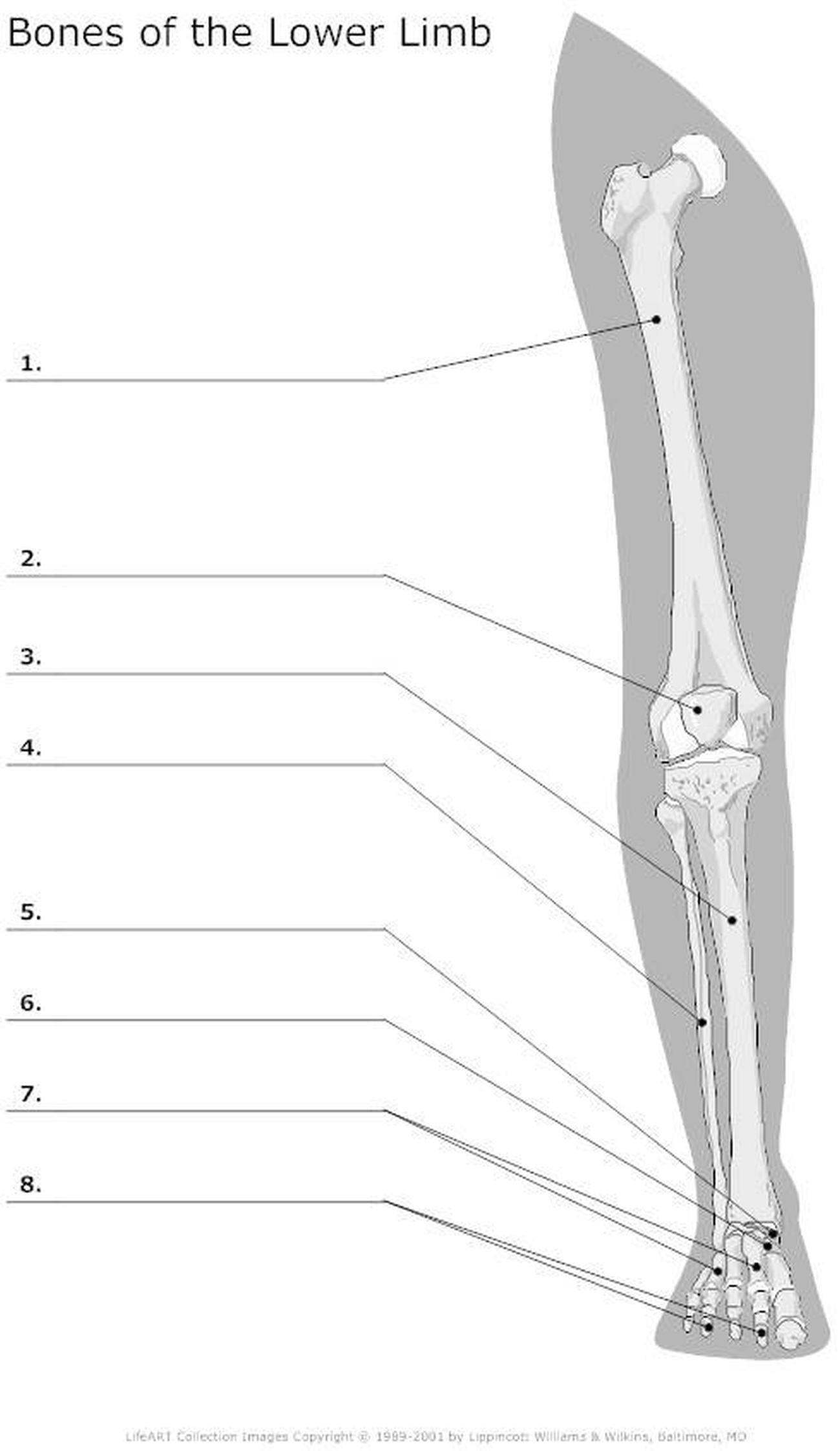Pictures Of Bones Of The Lower Extremities Pictures Of Bones Of The Lower Extremities