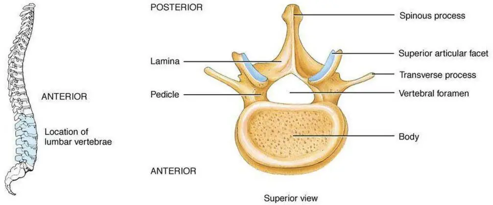 Pictures Of Bony Process