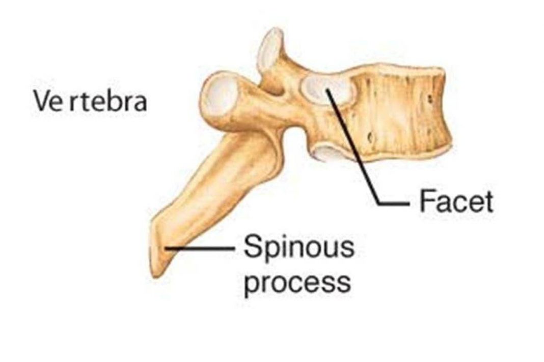 Pictures Of Bony Process