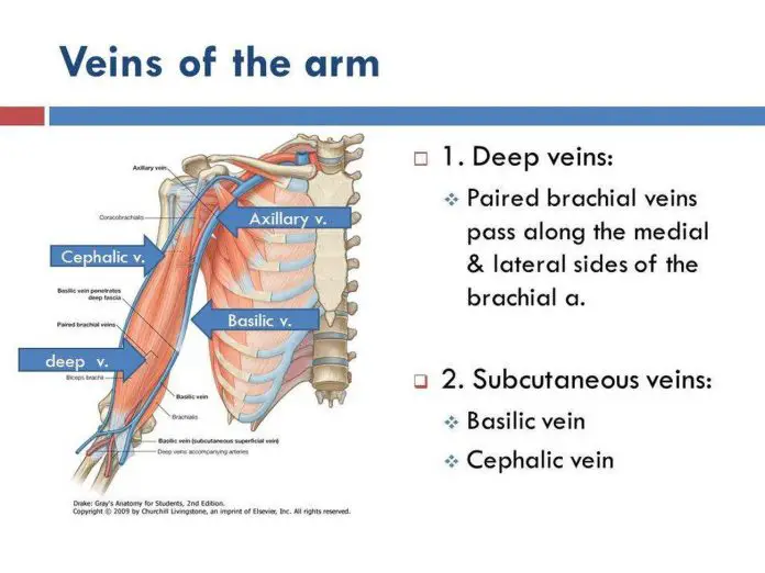 Pictures Of Brachial Vein