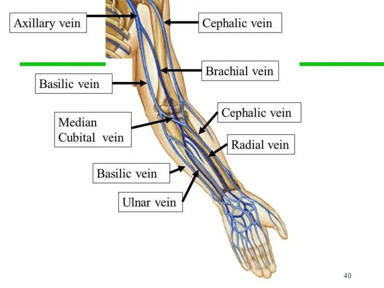 Pictures Of Brachial Vein
