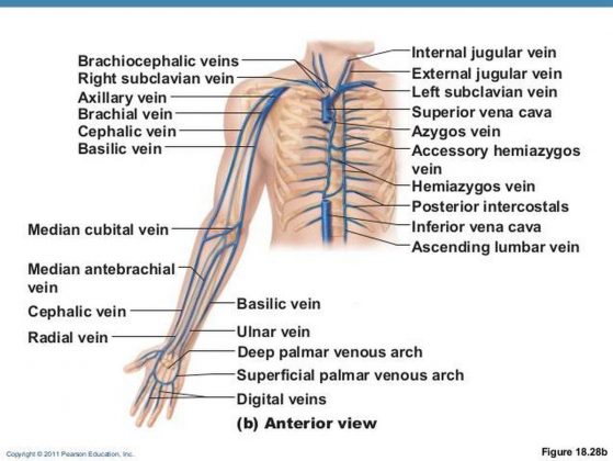Pictures Of Brachial Vein