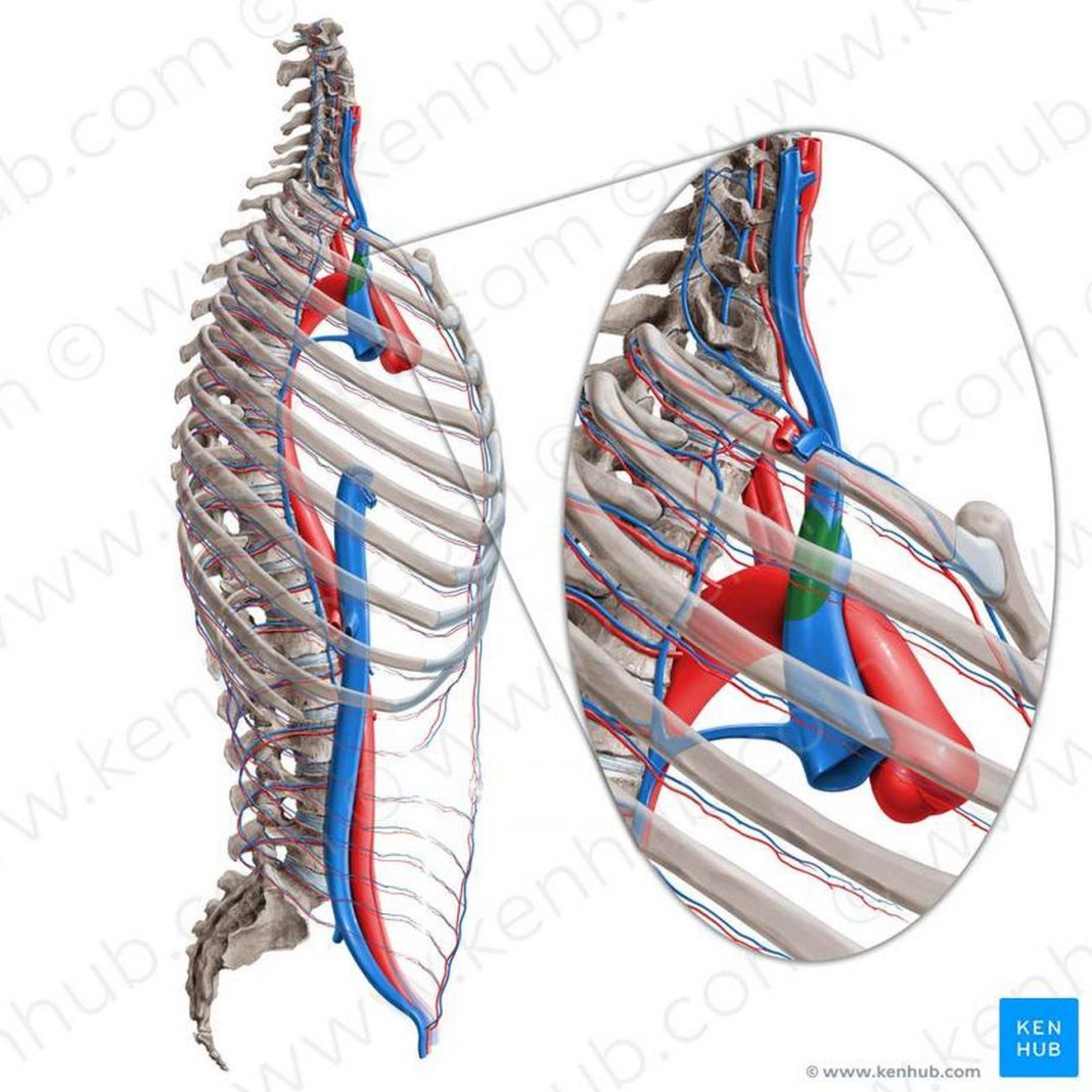Pictures Of Brachiocephalic Vein