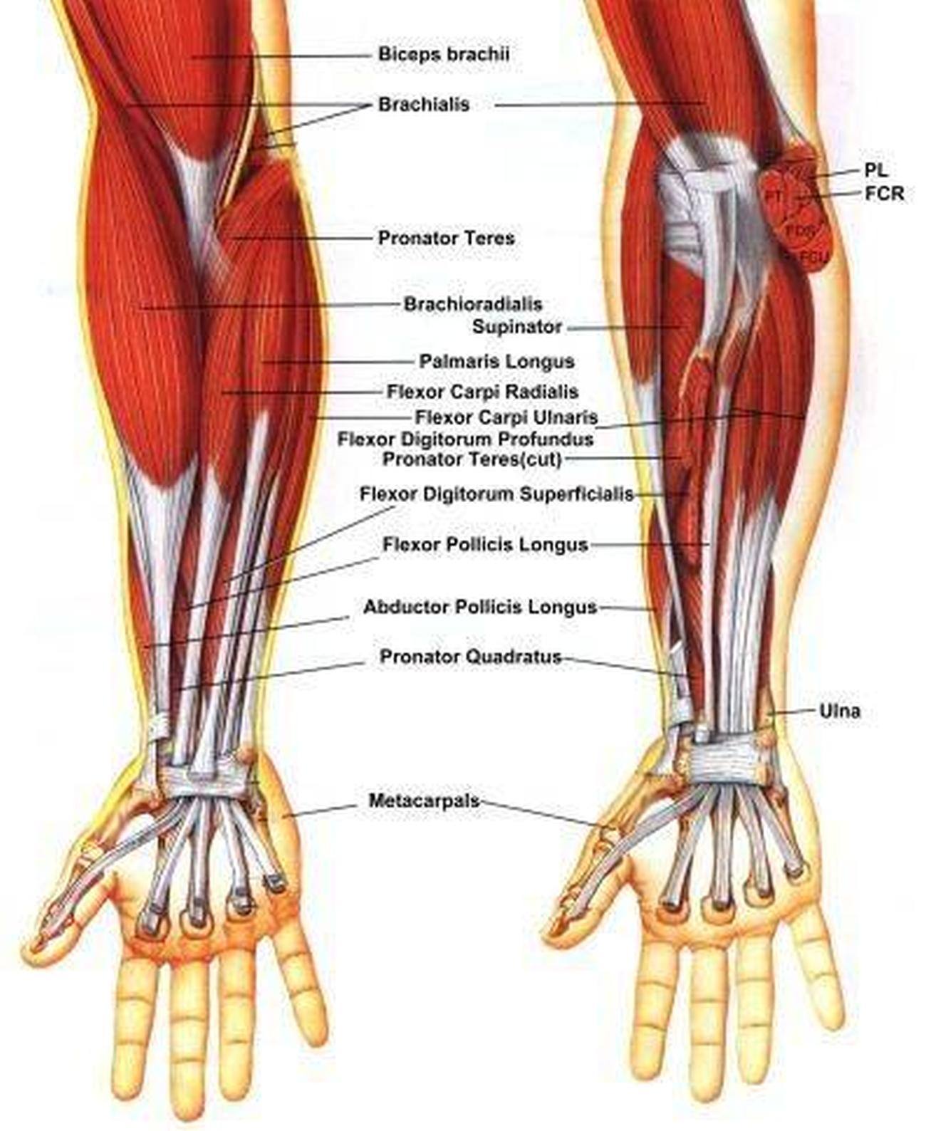 Pictures Of Brachioradialis Tendons Pictures Of Brachioradialis Tendons