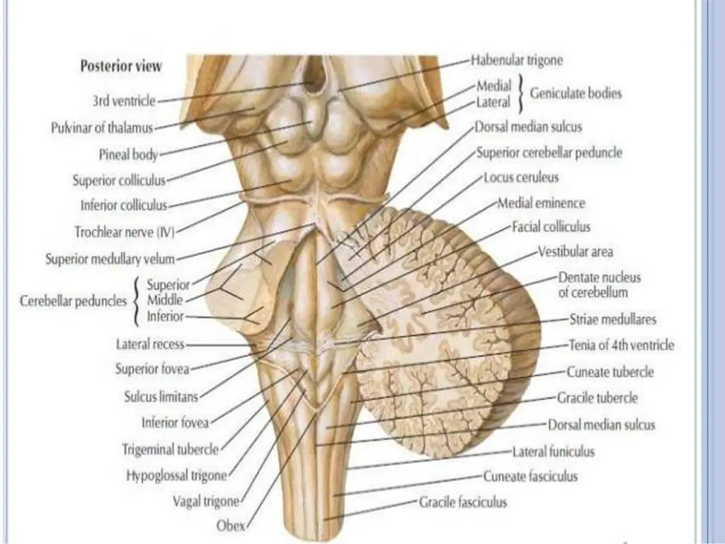 Pictures Of Brainstem