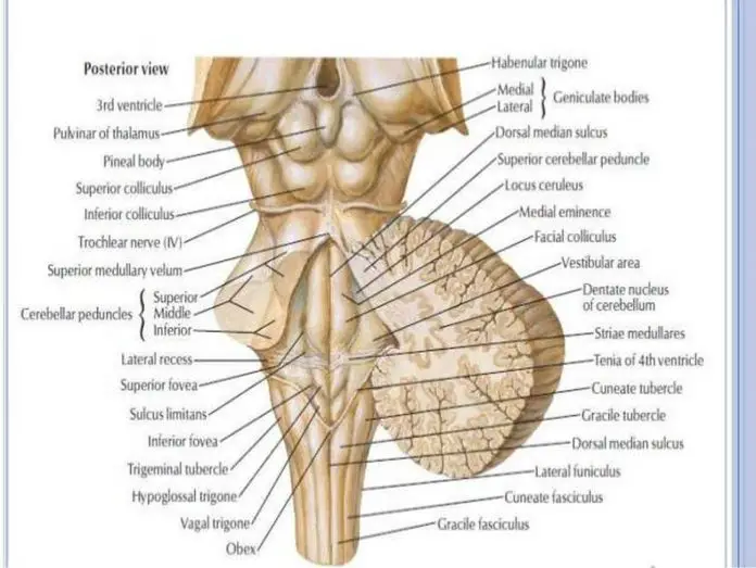 Pictures Of Brainstem
