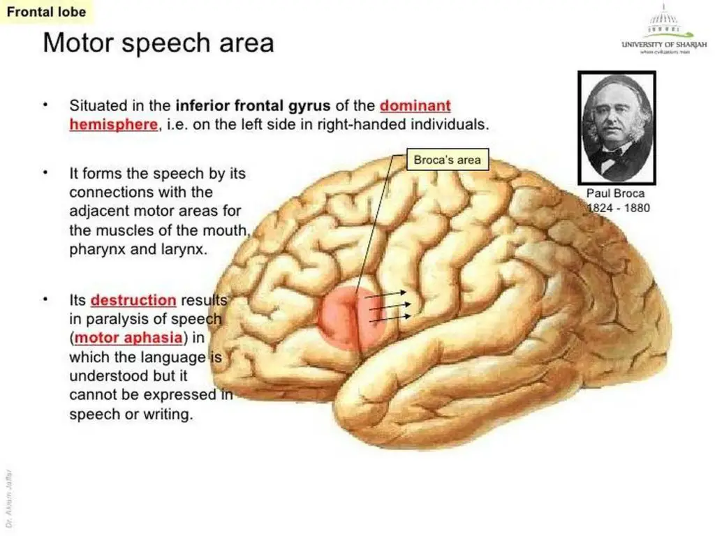 Pictures Of Broca’s Motor Speech Area
