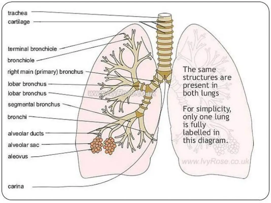 Pictures Of Bronchial Tree