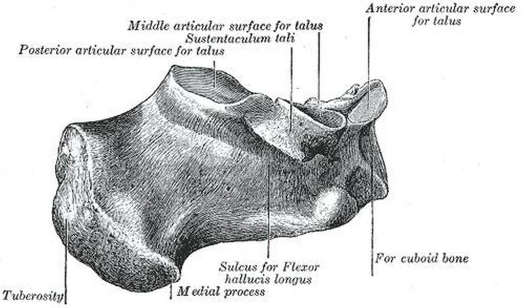 Pictures Of Calcaneus