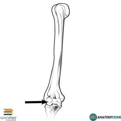 Pictures Of Capitulum Of The Humerus