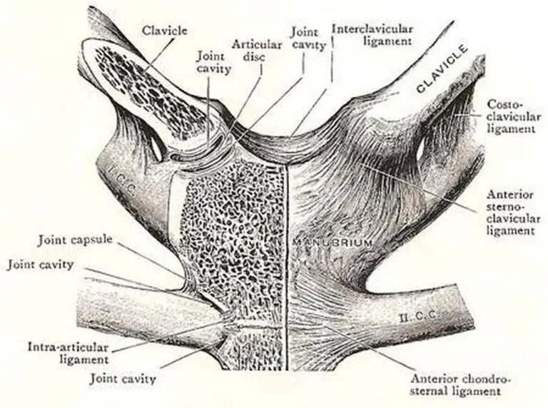 Pictures Of Capsular Ligament Of The Sternoclavicular Joint