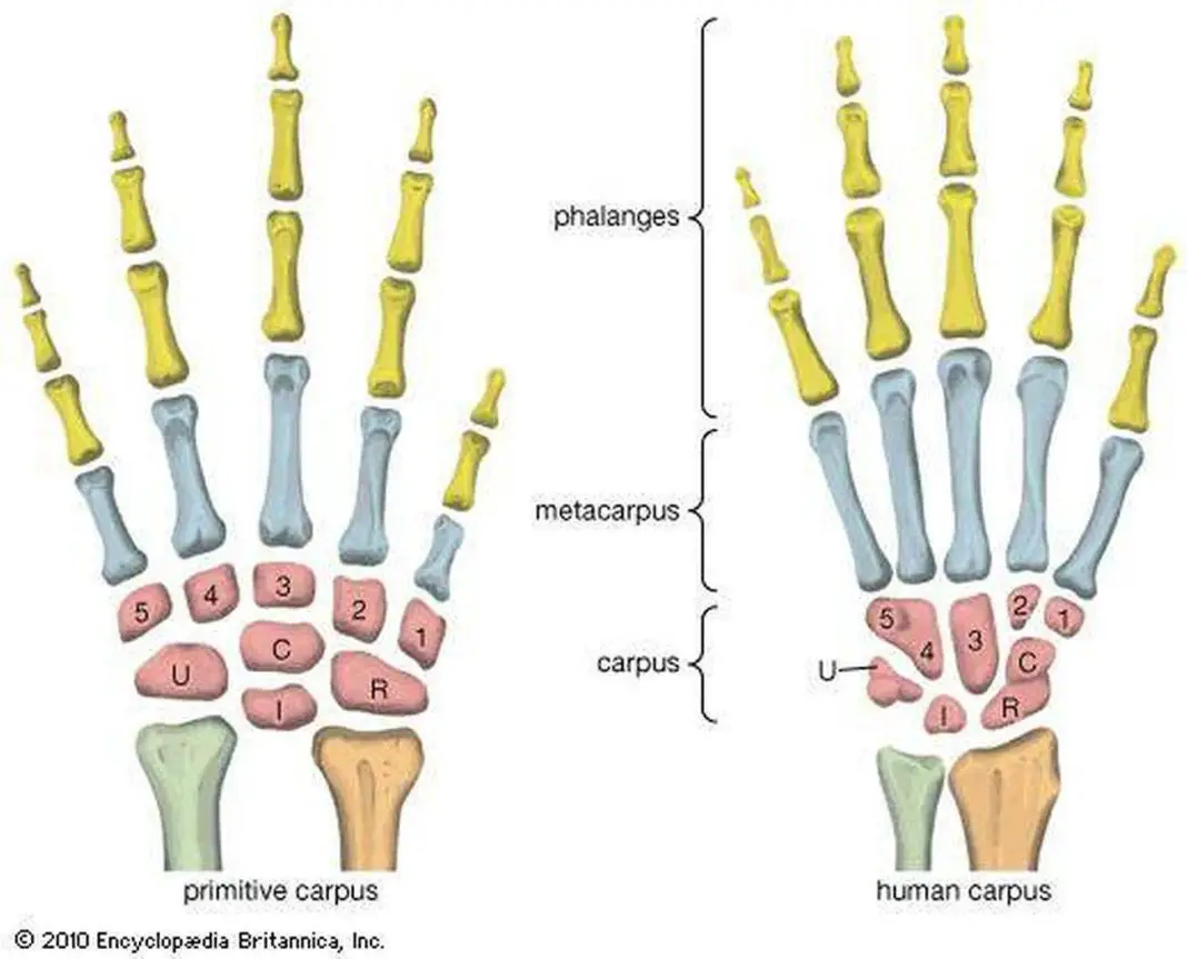 Pictures Of Carpals
