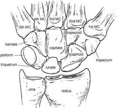 Pictures Of Carpals