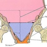 Pictures Of Cavity Of The Lesser Pelvis | Healthiack