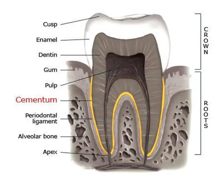 Pictures Of Cementum
