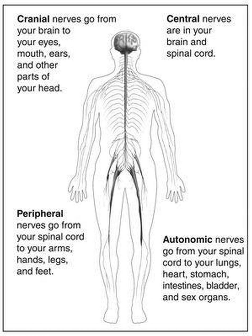 Pictures Of Central Nervous System