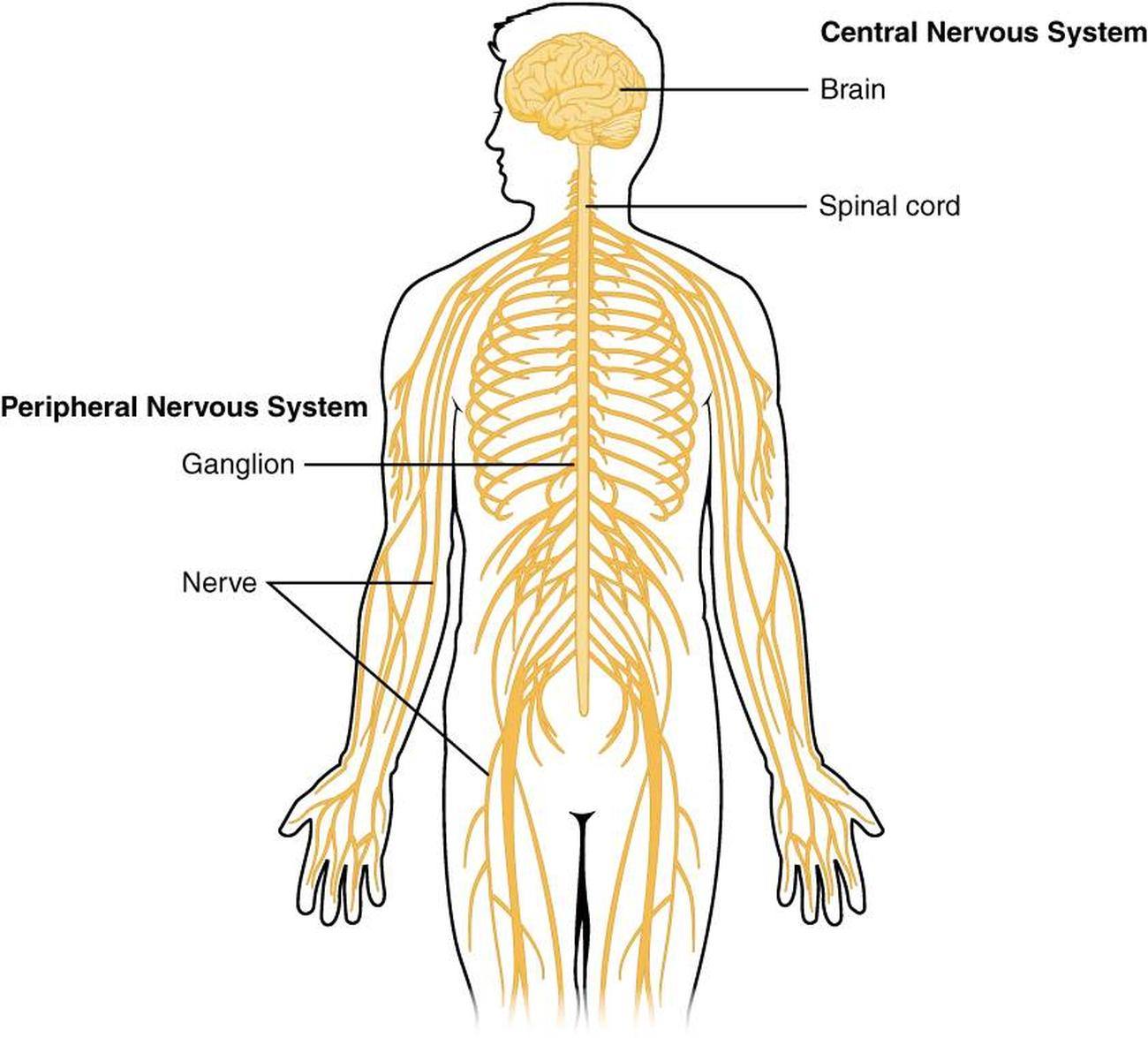 Pictures Of Central Nervous System Pictures Of Central Nervous System