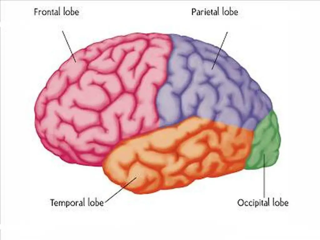 Pictures Of Cerebral Cortex