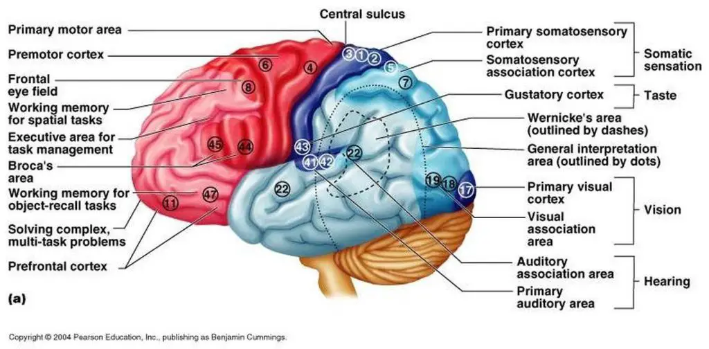 Pictures Of Cerebral Cortex