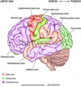 Pictures Of Cerebral Cortex