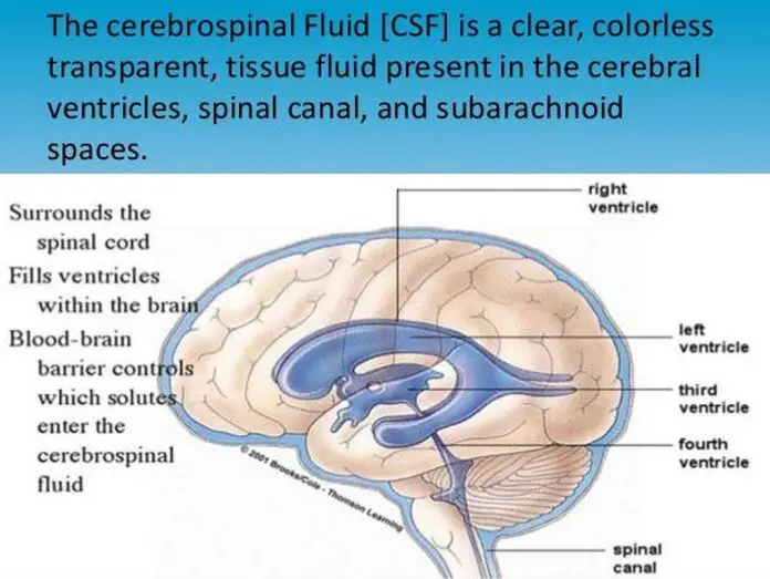 Pictures Of Cerebrospinal Fluid