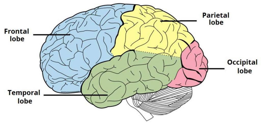 Pictures Of Cerebrum