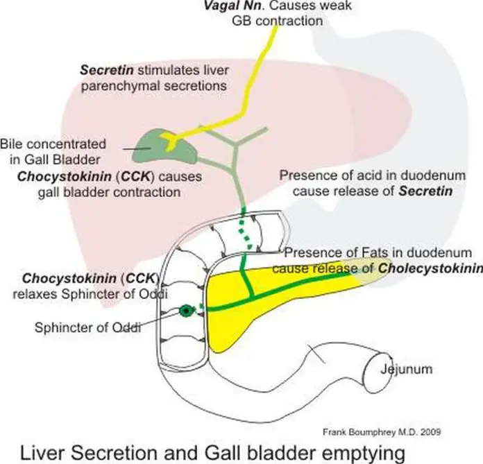 Pictures Of Cholecystokinin