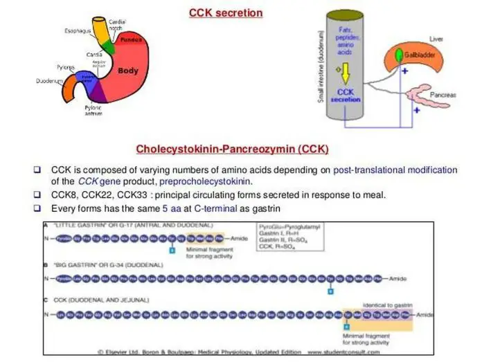Pictures Of Cholecystokinin