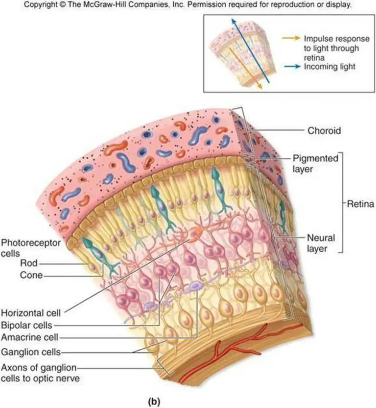 Pictures Of Choroid Layer