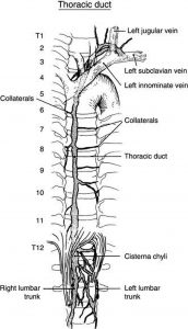 Pictures Of Cisterna Chyli