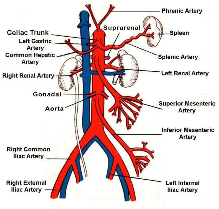 Pictures Of Abdominal Arteries