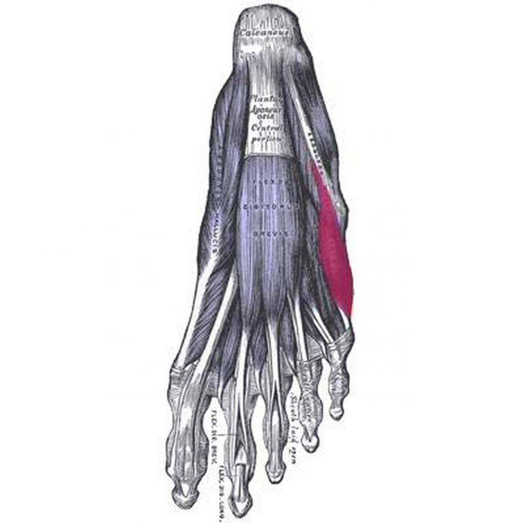 Pictures Of Abductor Digiti Minimi Muscle