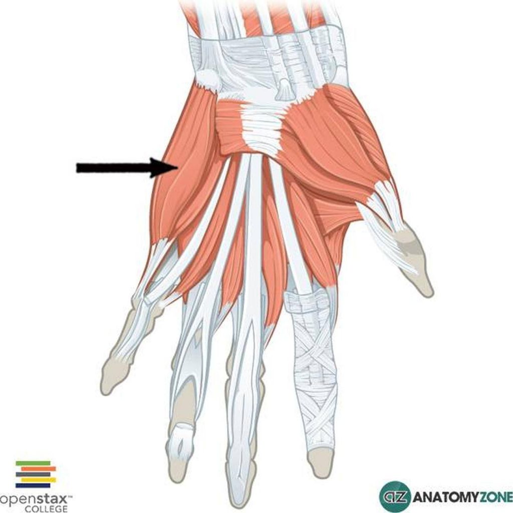 Pictures Of Abductor Digiti Minimi Muscle | Healthiack